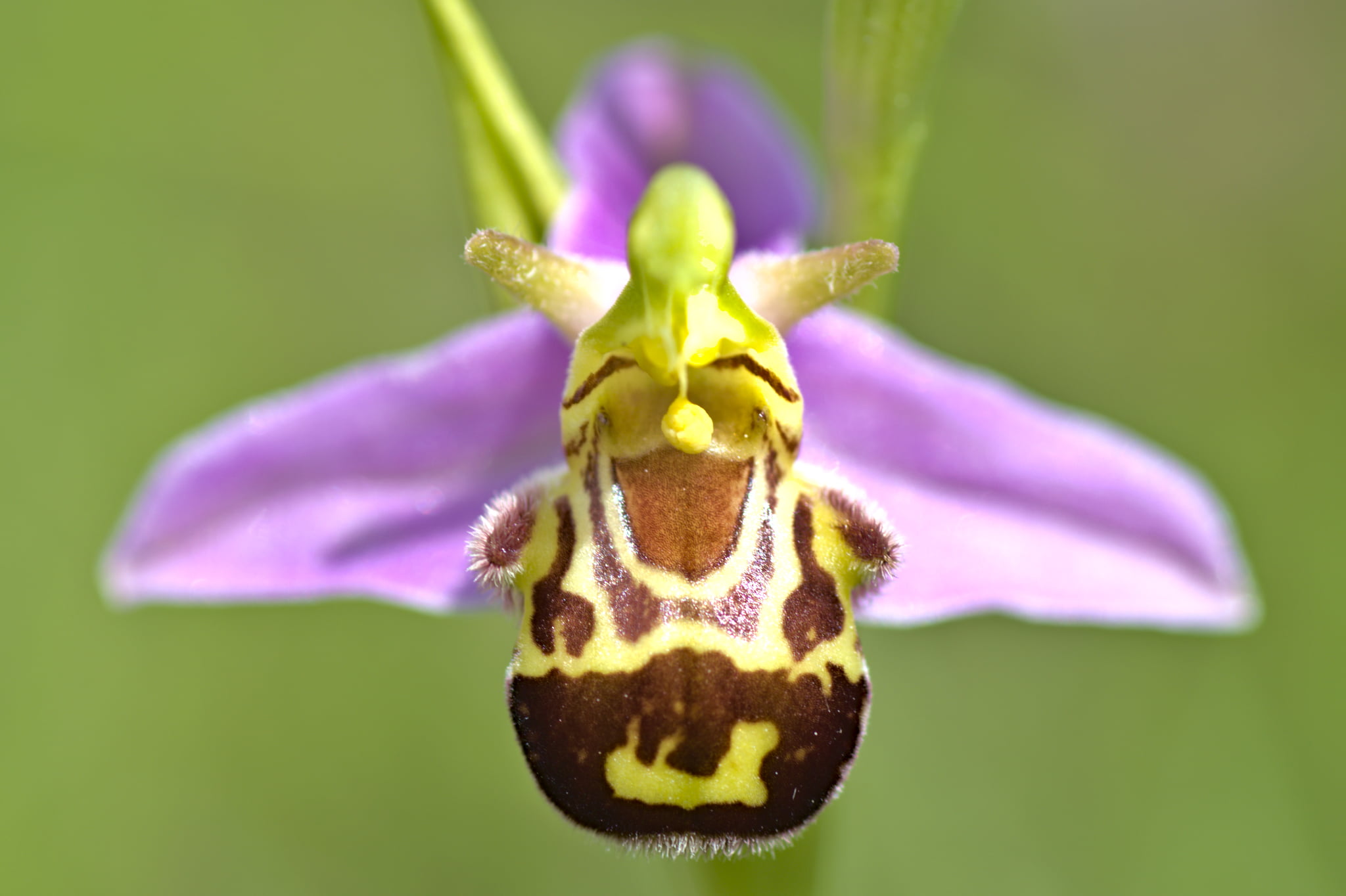 čebeljeliko mačje uho – Orhideje Bele krajine